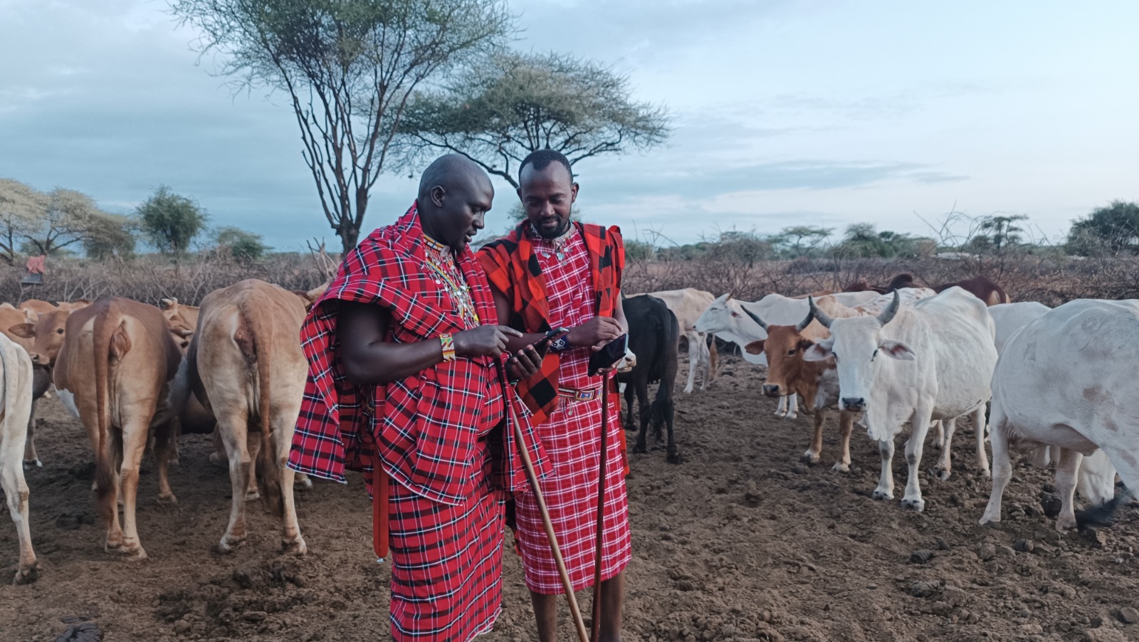 Afriscout Empowers Maasai Livestock Herders in Kajiado